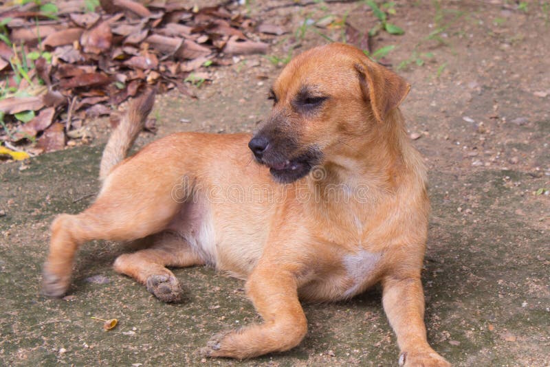Homeless Thai Brown Stray Dog Stock Photo - Image of happy, mammal ...
