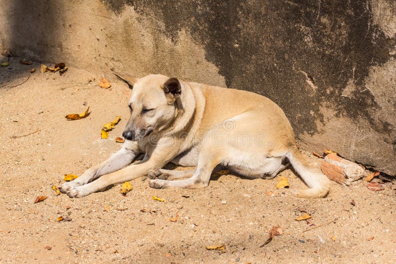 Homeless thai stray dog stock image. Image of color, help - 80586743