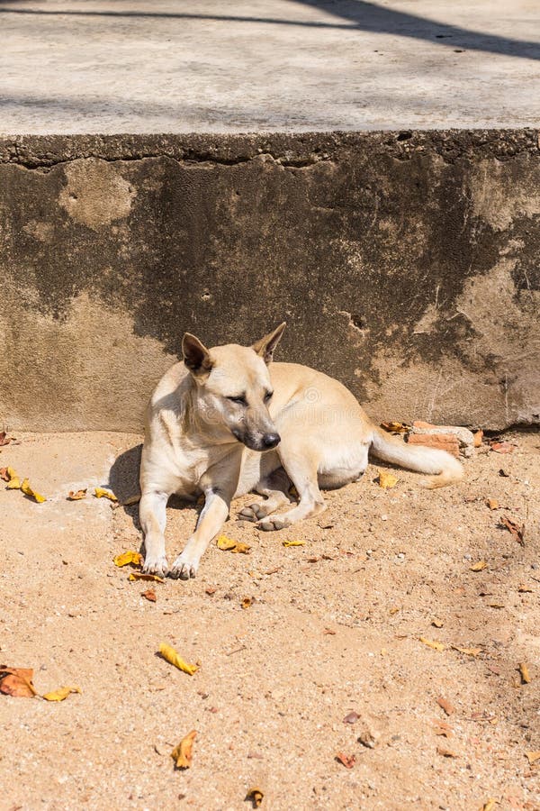 Homeless thai stray dog stock image. Image of powerless - 80725485