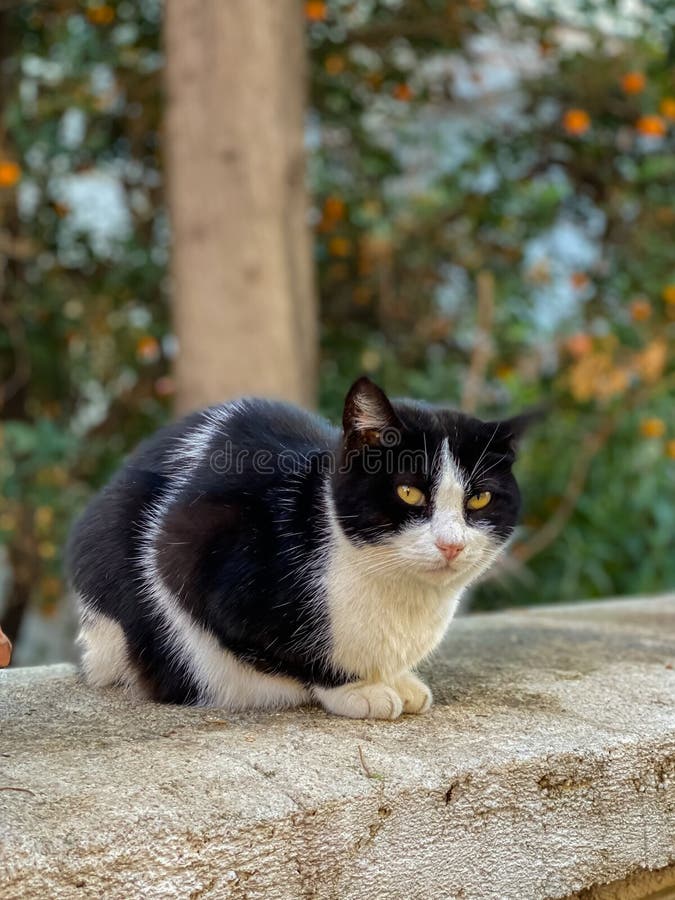 Turkish cat stock photo. Image of views, calm, tradition - 57563204
