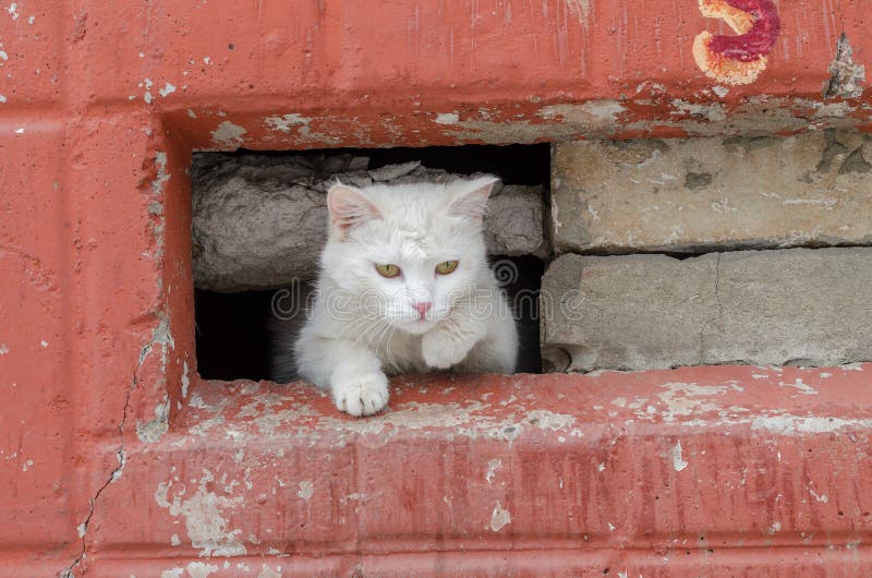 Homeless White Cat in Abandoned Building Stock Photo - Image of sitting ...