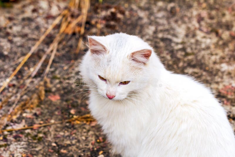 A Homeless, White Cat Sits in a Tub with a Palm Tree Stock Image ...