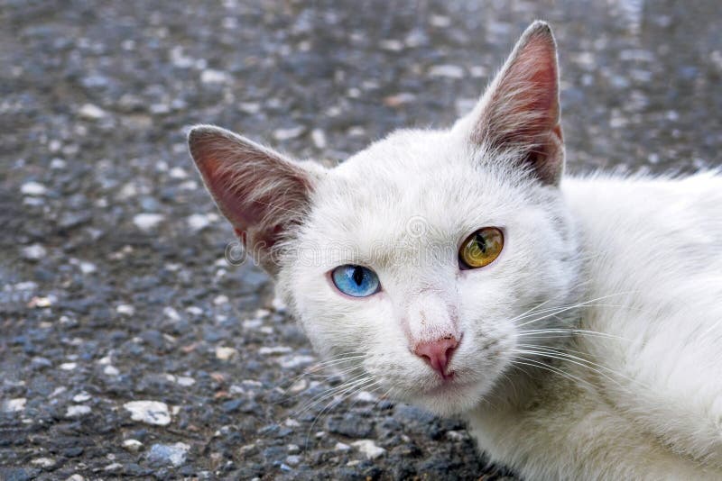 Homeless White Cat with Heterochromia Looking at Camera Stock Image ...