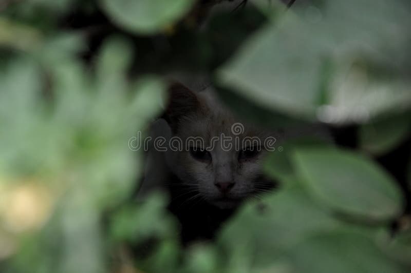 Homeless White Cat Sits in the Foliage and Looks at the Camera Stock ...
