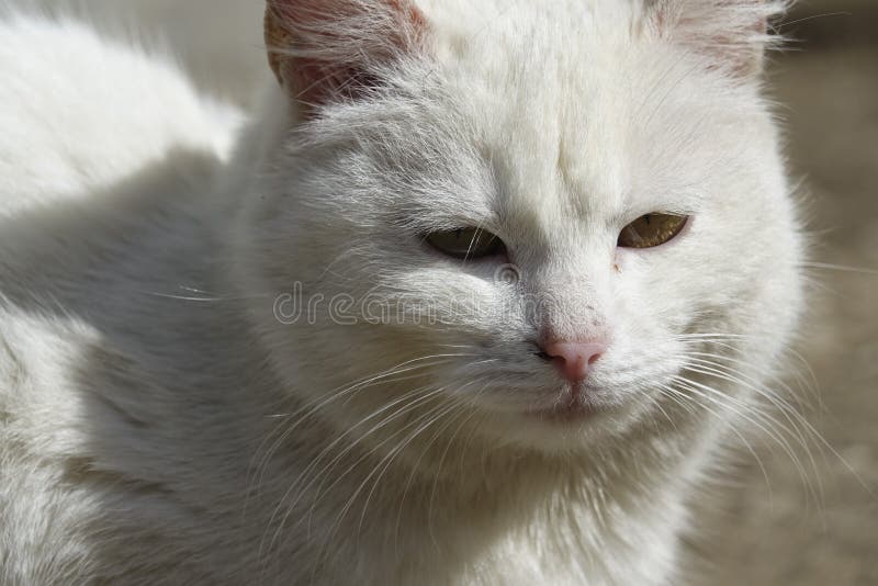 Homeless white cat stock photo. Image of shorthair, cute - 91609100