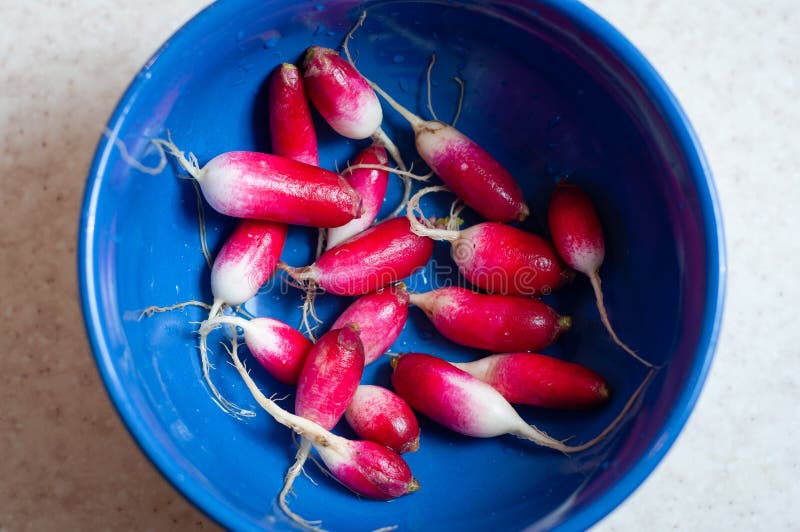 Homemade Bright Red Radish in a Deep Blue Plate Wet Stock Photo - Image ...