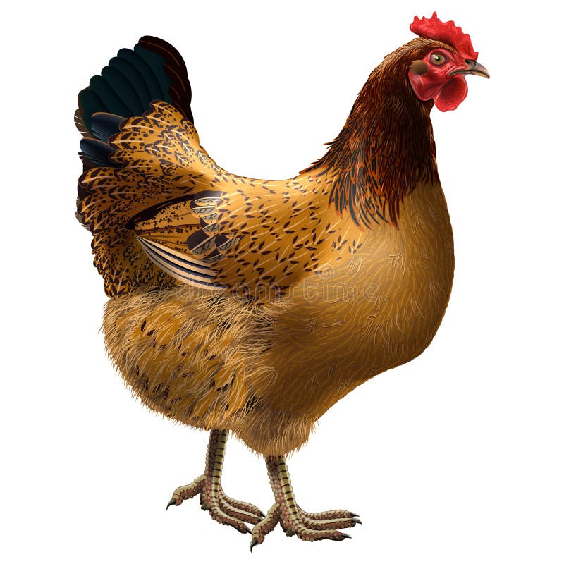 Hen Chicks Realistic Stock Illustrations – 60 Hen Chicks Realistic ...