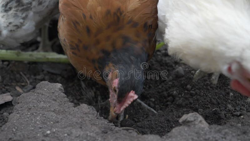 Homemade Chickens in the House Stock Footage - Video of range, outside ...
