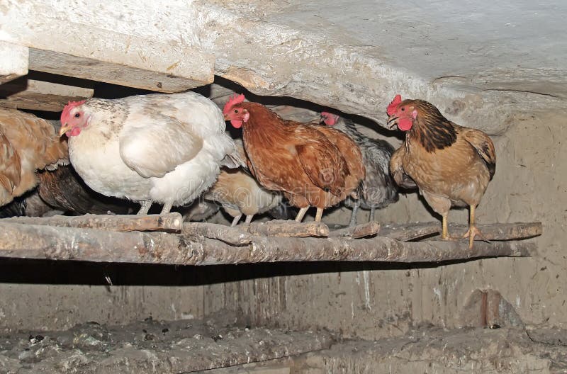Homemade Chickens Sit on a Hen in a Chicken Coop Stock Photo - Image of ...