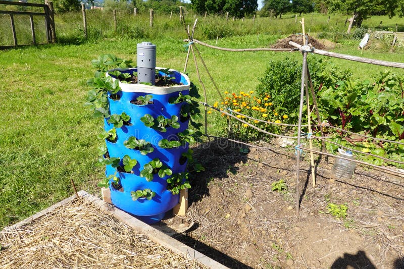 Homemade Container for Strawberry Growing Stock Image - Image of ...