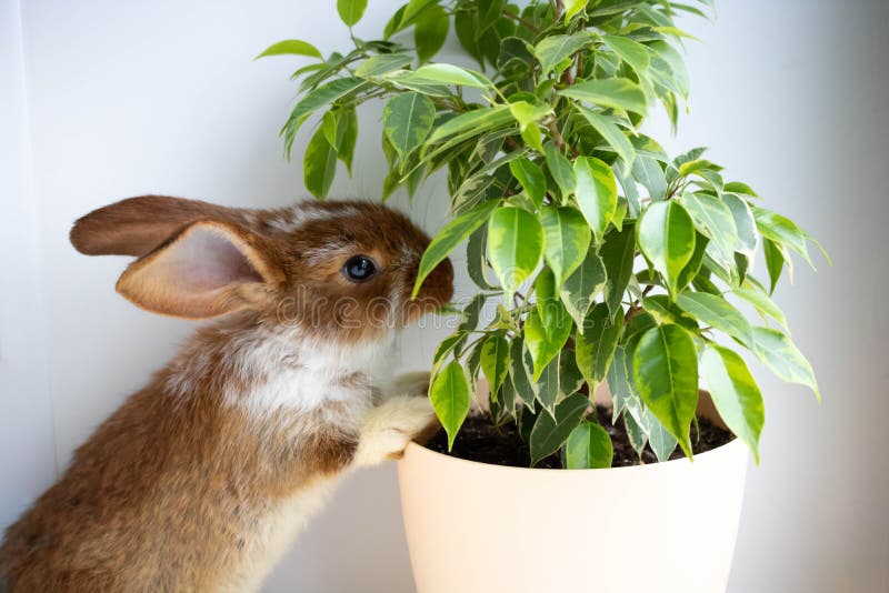 Homemade Cute Brown Rabbit on the Windowsill Bites a Ficus Stock Photo ...