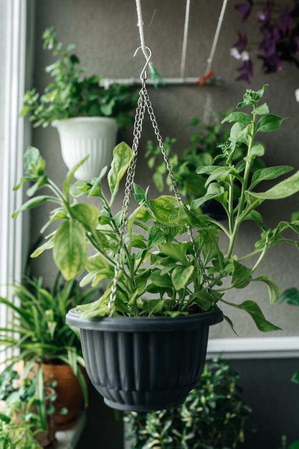 Homemade Green Plants in a Pot Stock Photo - Image of leaf, white ...