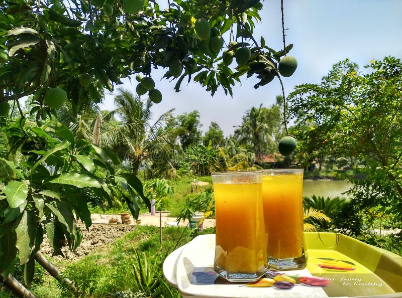Homemade Mango Shake Under Mango Tree. Stock Photo - Image of glass ...