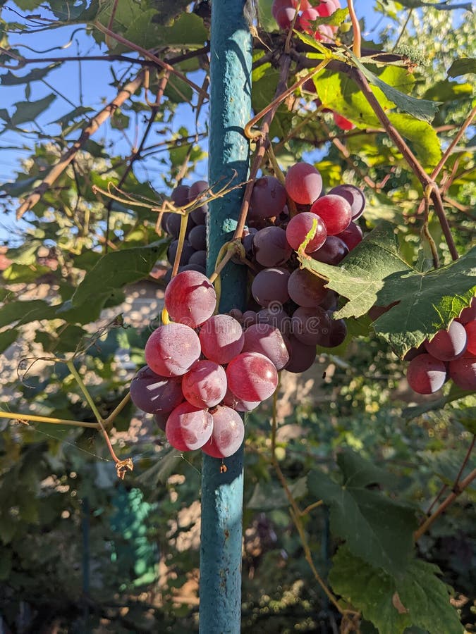 Homemade pink grapes stock photo. Image of wildflower - 259278092
