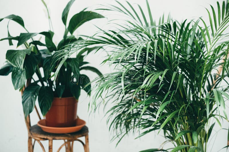 Homemade Plant in a Modern Room Stock Photo - Image of cozy, hipster ...