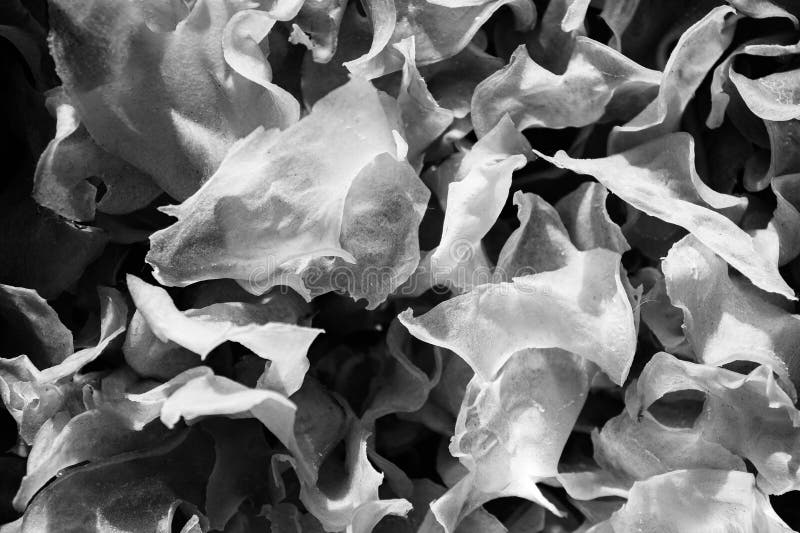 Homemade Potato Chips Drying in the Sun Stock Photo - Image of crispy ...