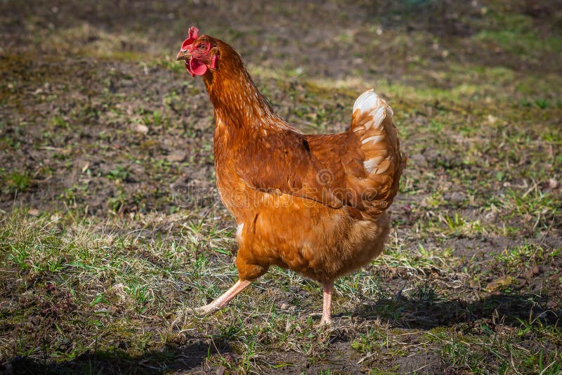 Homemade Red-colored Chicken Walks in the Yard Stock Photo - Image of ...