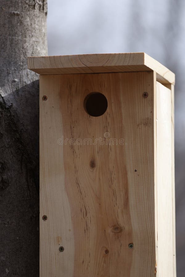 Flying Squirrel Nesting Box Stock Image - Image of flying, nesting ...