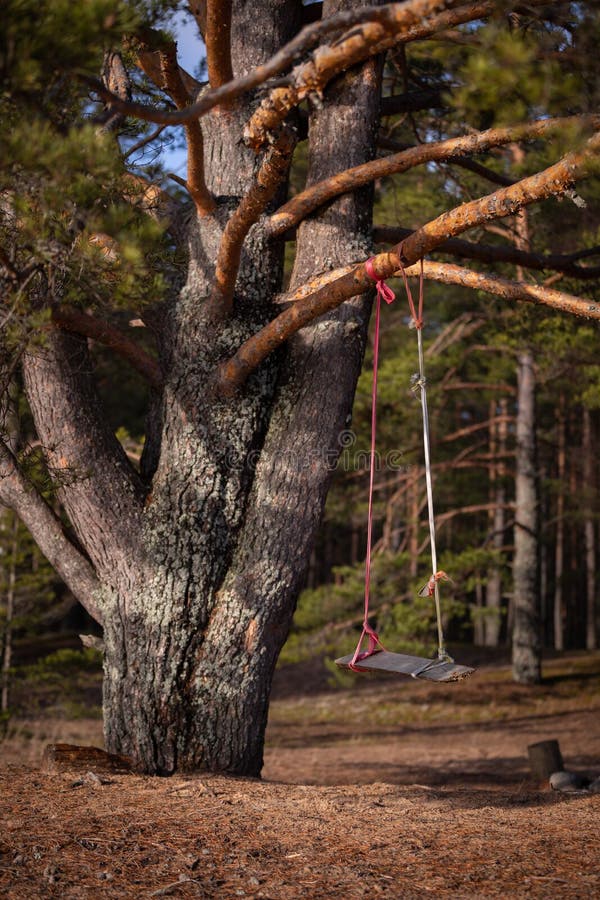 Homemade Swing in Pine Forest Stock Image - Image of childhood, play ...