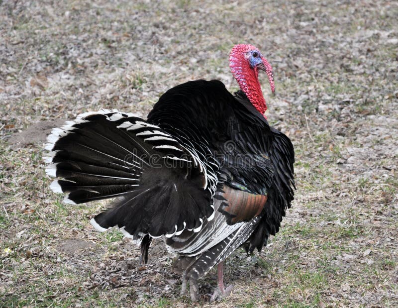 Homemade Turkeys are Grazed in the Garden Stock Image - Image of beak ...