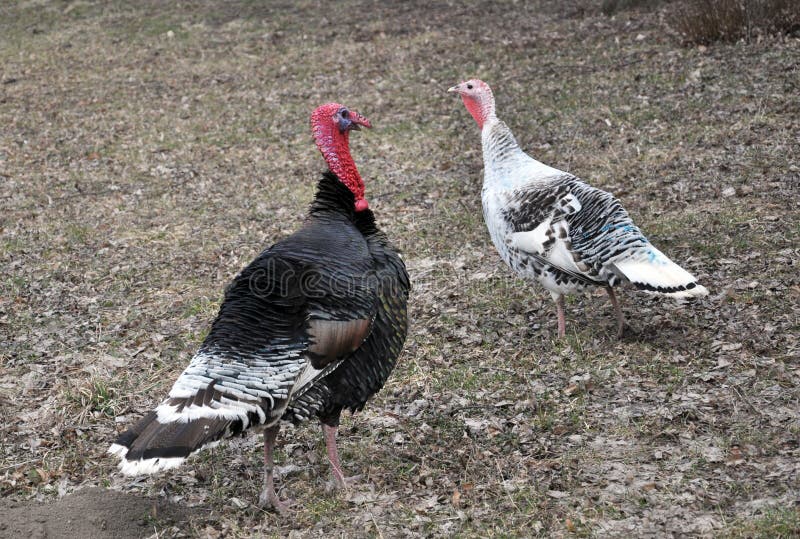 Homemade Turkeys are Grazed in the Garden Stock Photo - Image of green ...