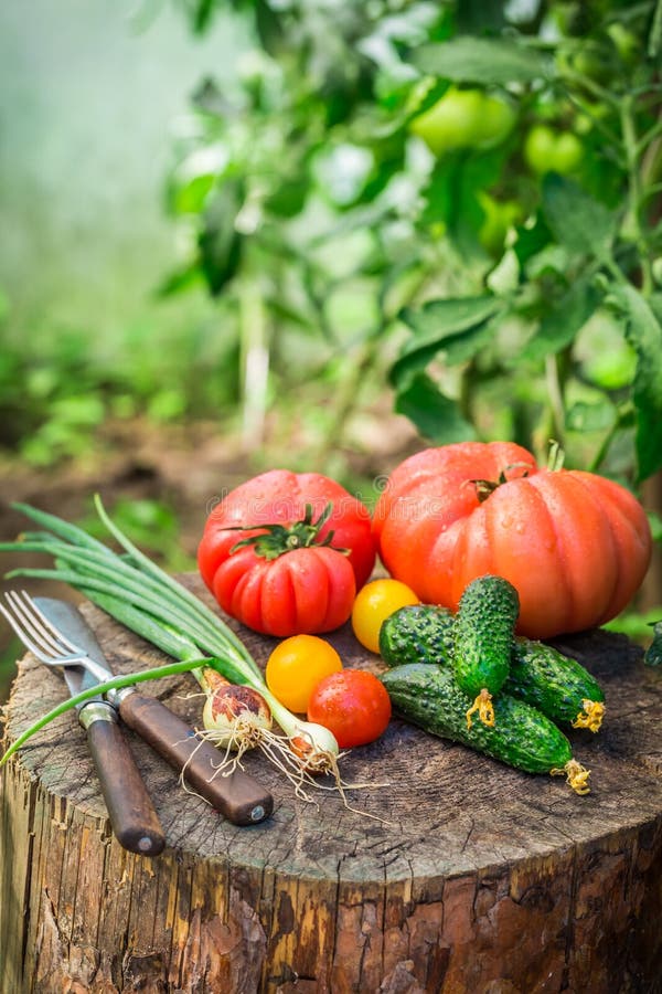 Homemade Vegetables in Sunny Garden Stock Photo - Image of onion ...