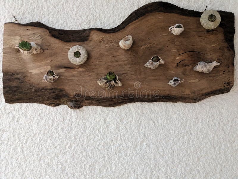 Homemade Wall Decor with Seashell, Wood and Plants Stock Image - Image ...