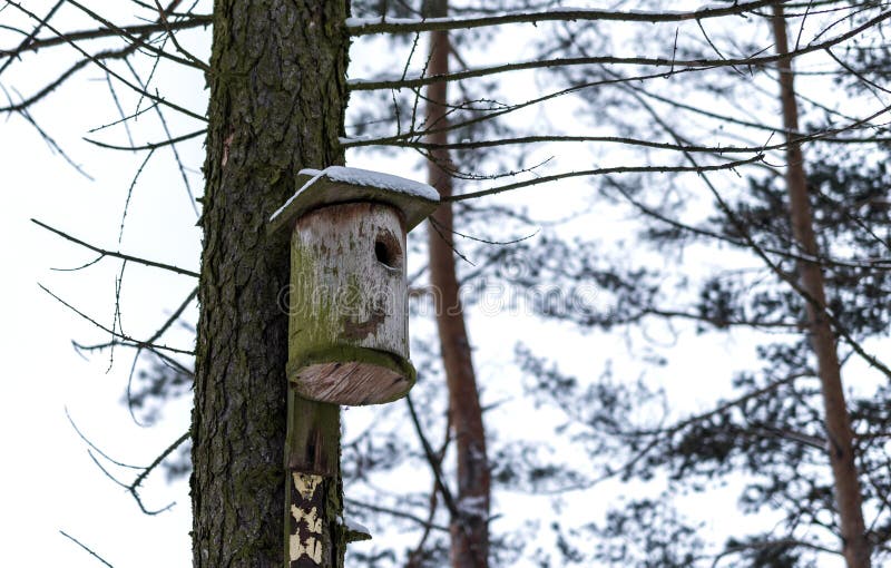 Homemade Wooden Nesting Box Covered with Snow Hanging on the Tree in ...