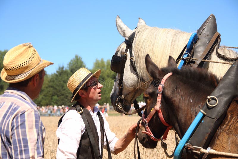 Homens e cavalos foto editorial. Imagem de francês, homens - 102236491