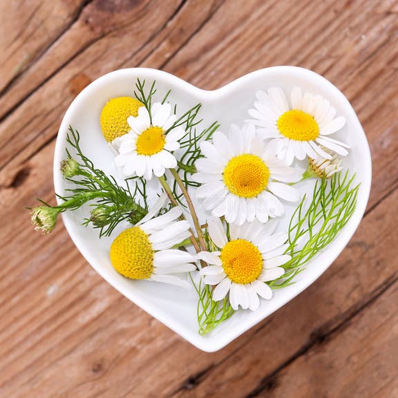 Homeopathy and Cooking with Chamomile Stock Photo - Image of green ...