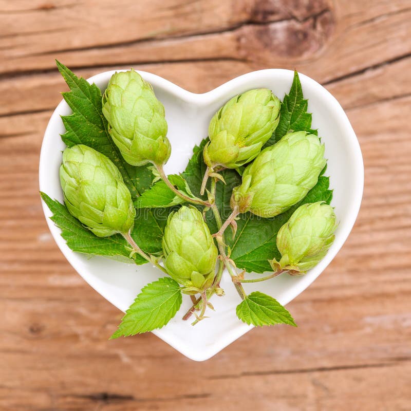Homeopathy and Cooking with Hops Stock Image - Image of herb, leave ...
