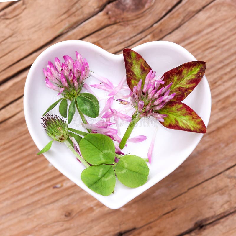 Homeopathy and Cooking with Red Clover Stock Photo - Image of leave ...