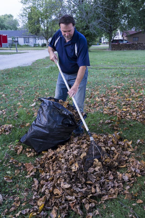 Homeowner Raking Leaves into a Pile Stock Photo - Image of green ...