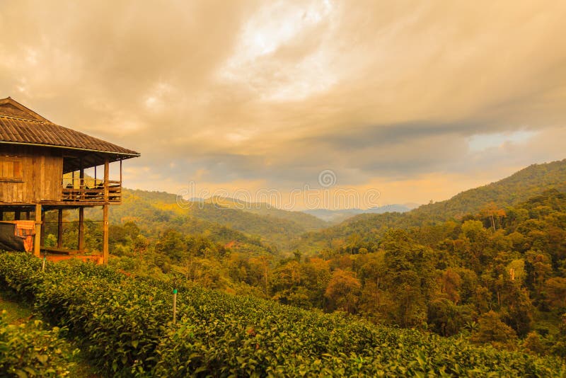Homes in tea plantation stock image. Image of plantation - 54591213