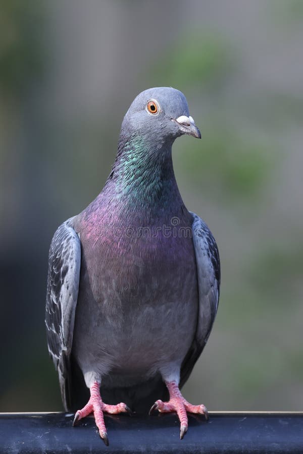The Homing Pigeon, Also Called the Mail Pigeon Stock Photo - Image of ...