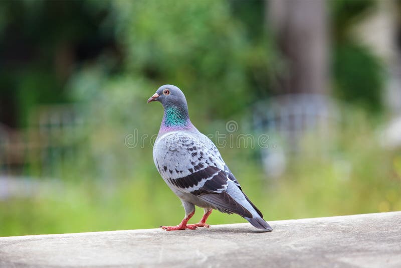 Homing Pigeon Bird and Body Feather Stock Photo - Image of head, full ...
