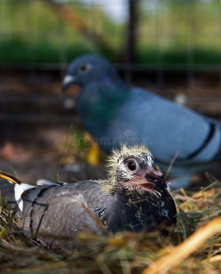 Flying pigeon stock photo. Image of hope, symbol, freedom - 7977624