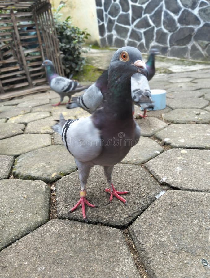 Homing Pigeon Foot Ring stock photo. Image of animal - 350724172