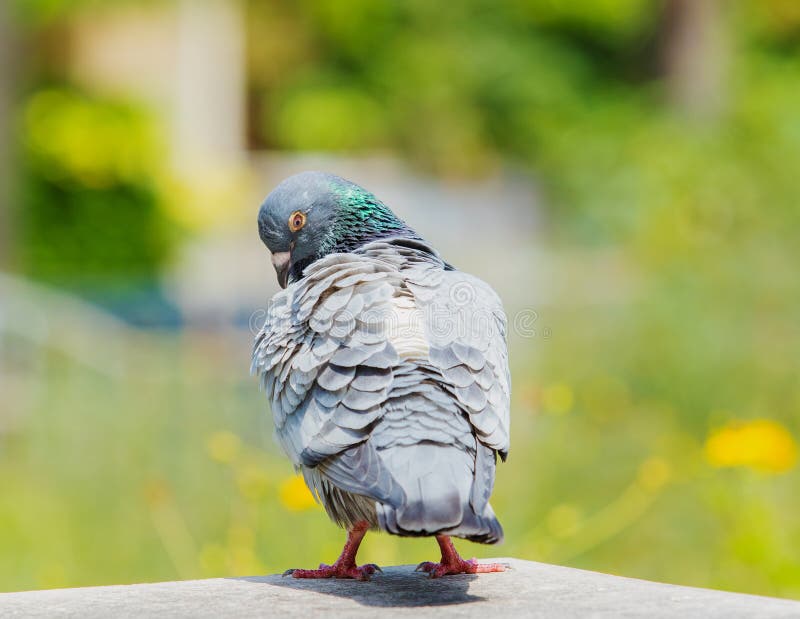Homing Pigeon Preening Feather on Home Loft Stock Photo - Image of ...