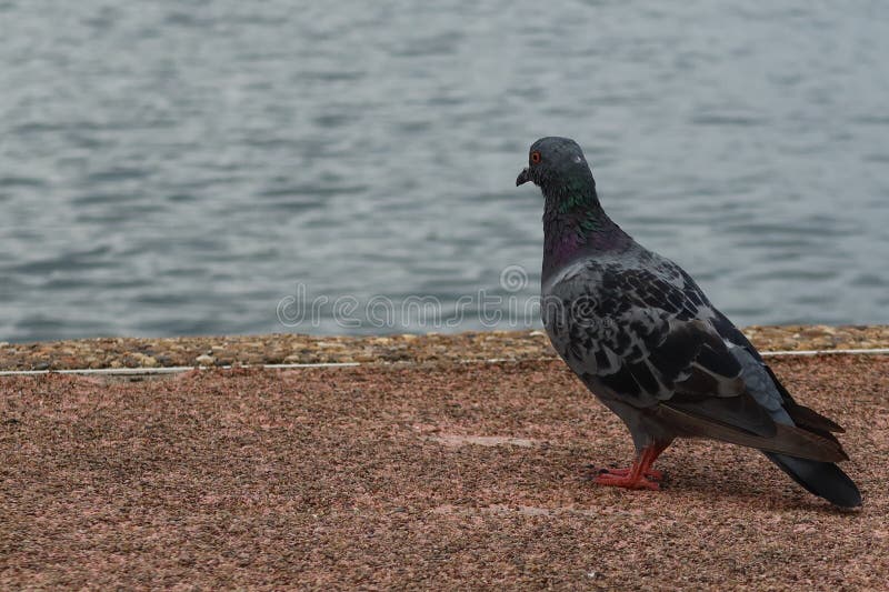 Homing Pigeons, Also Known As Postal Pigeons or Messenger Pigeons, are ...
