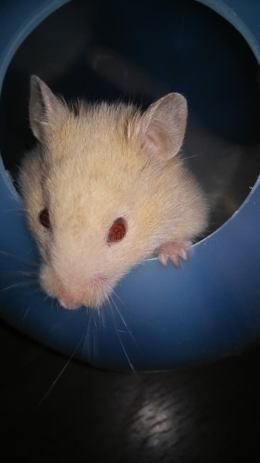 Homka Stock Photos - Free & Royalty-Free Stock Photos from Dreamstime