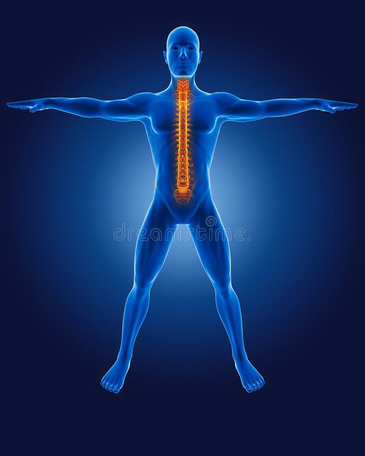 Homme 3D Médical Avec Le Squelette Illustration Stock - Illustration du ...