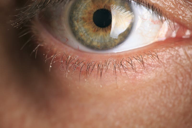 Homme avec les yeux verts photo stock. Image du masculin - 84077016