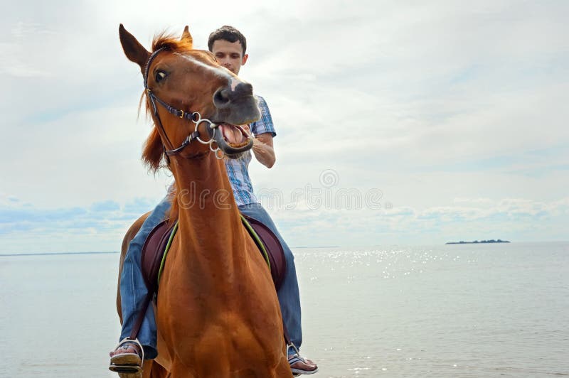 Jeune homme et cheval photo stock. Image du blanc, brancher - 24858698
