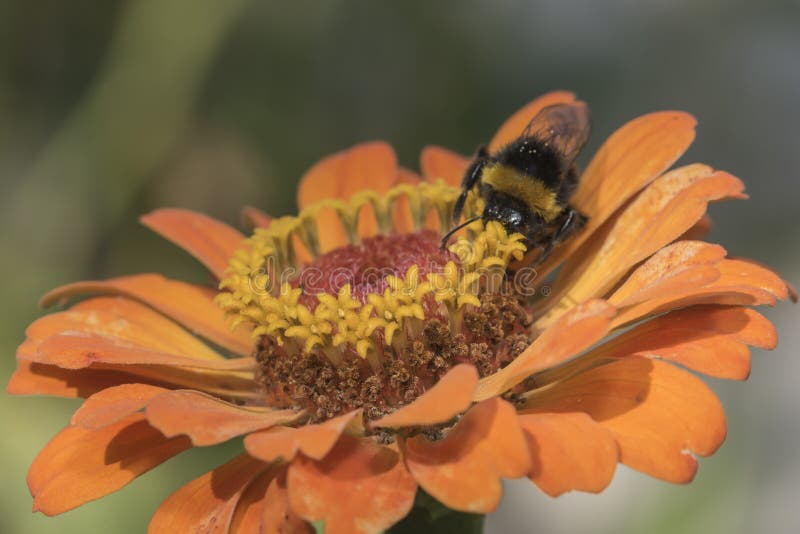 Hommel stock afbeelding. Image of bijen, gedetailleerd - 103344573