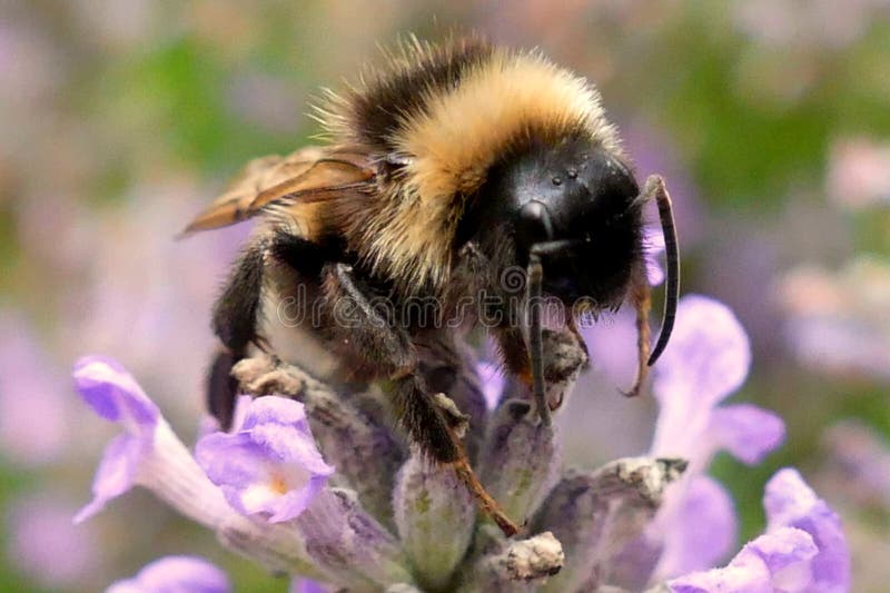 Hommel stock afbeelding. Afbeelding bestaande uit bloemblaadje - 103989617