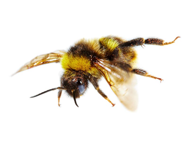 Dichte Omhooggaand Van De Hommel Stock Afbeelding - Image of bestuiving ...