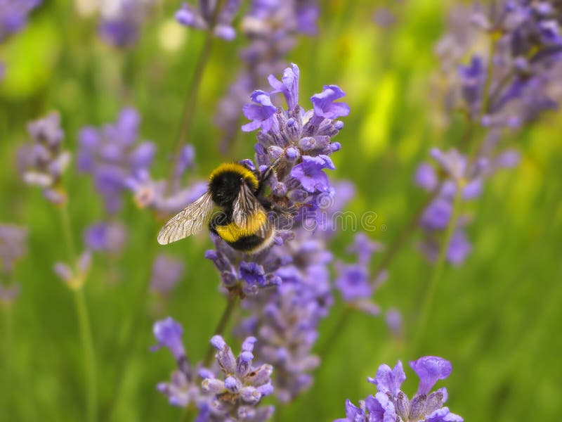 Hommel stock foto. Image of bloemen, lavendel, vleugel - 10655244