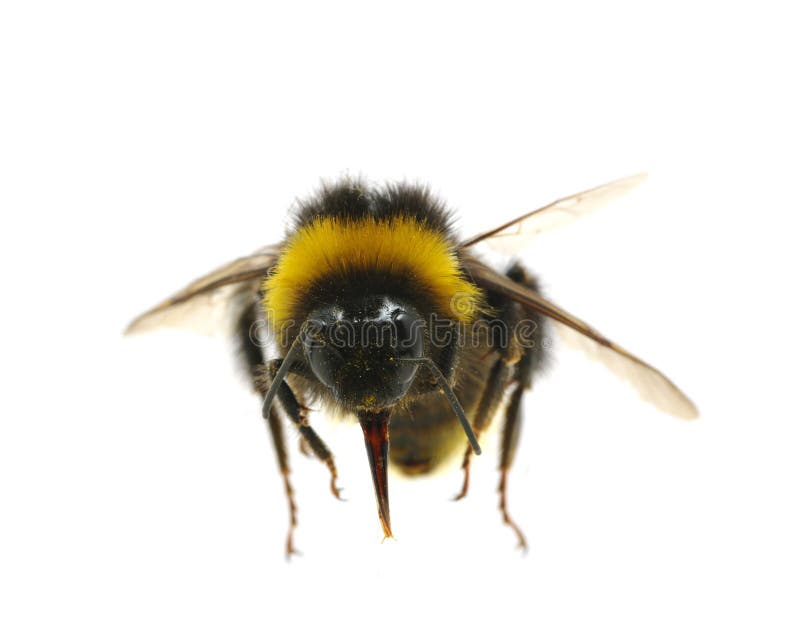 Hommel stock afbeelding. Image of nave, milieu, vleugels - 37085317