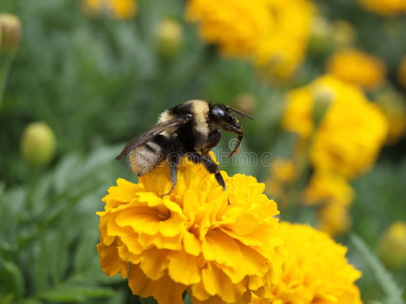Hommel stock afbeelding. Image of dieren, bloem, vlieg - 20835665